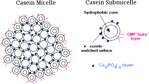 Sip Casein(-ate) NOT Whey for Maximal Net Protein Retention? Not ...